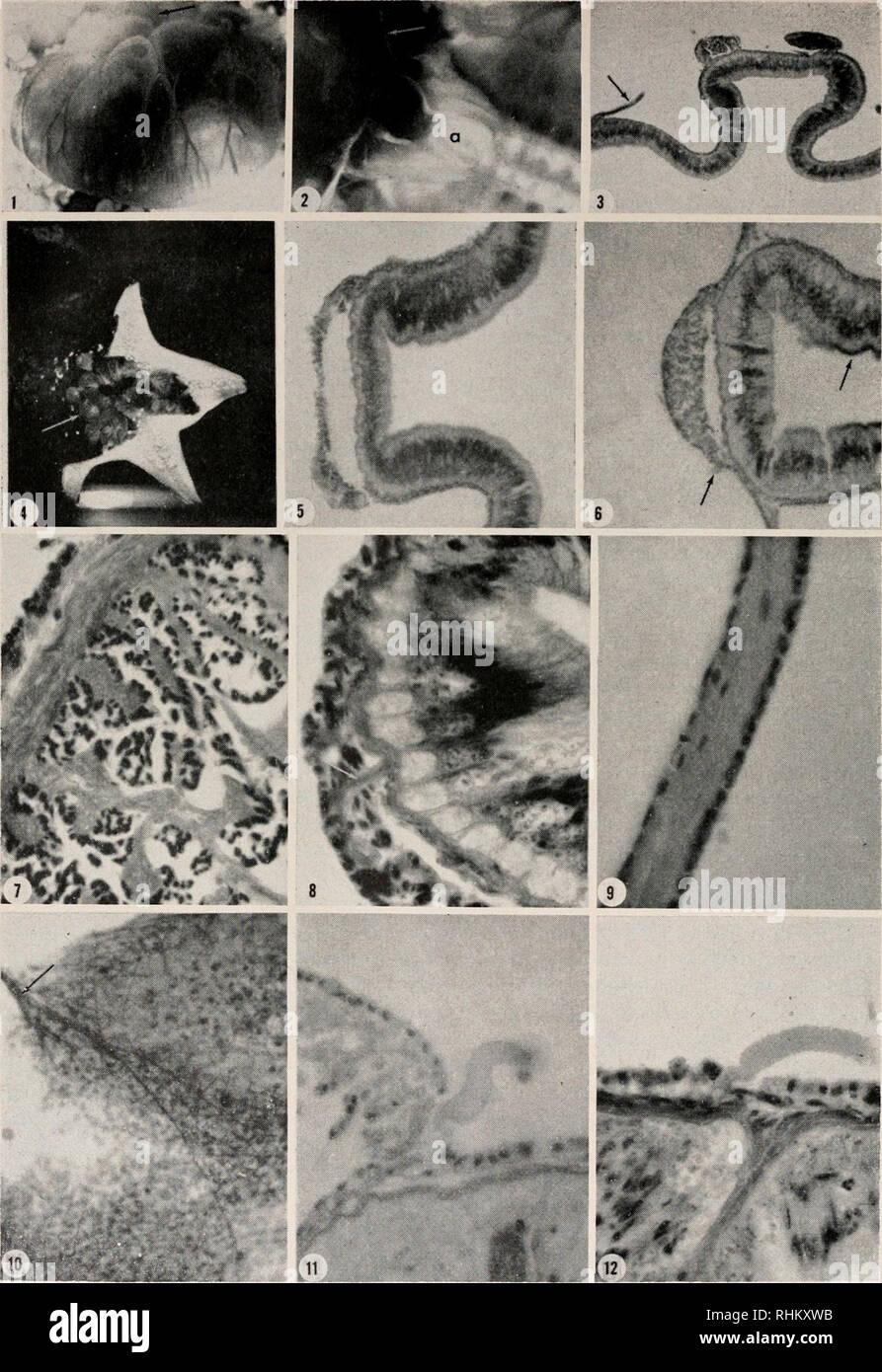 . The Biological bulletin. Biology; Zoology; Biology; Marine Biology ...