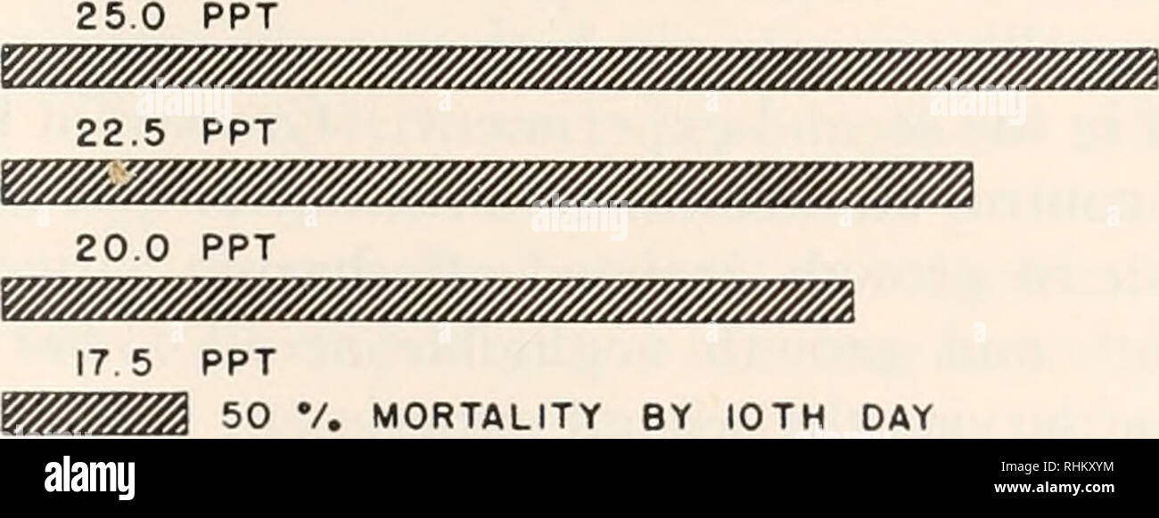 Oyster shell walls hi-res stock photography and images - Alamy