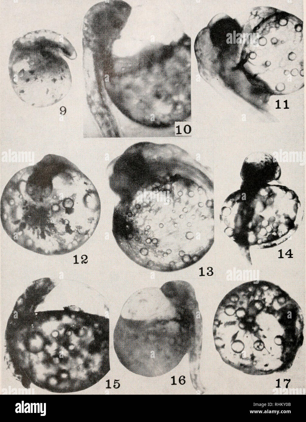 8 cell stage embryo hi-res stock photography and images - Alamy