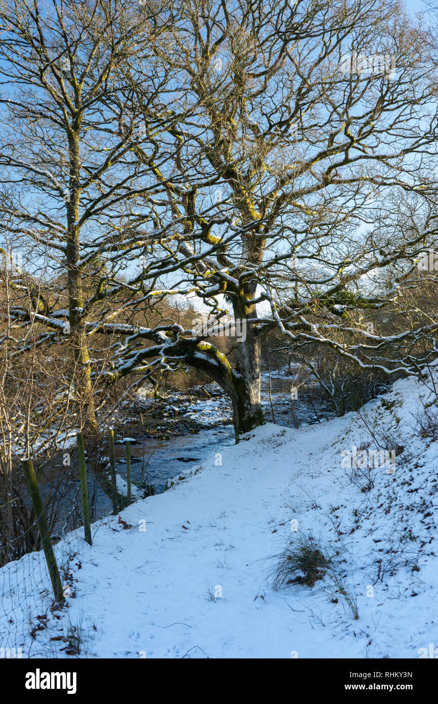 trees in winter landscape Stock Photo - Alamy
