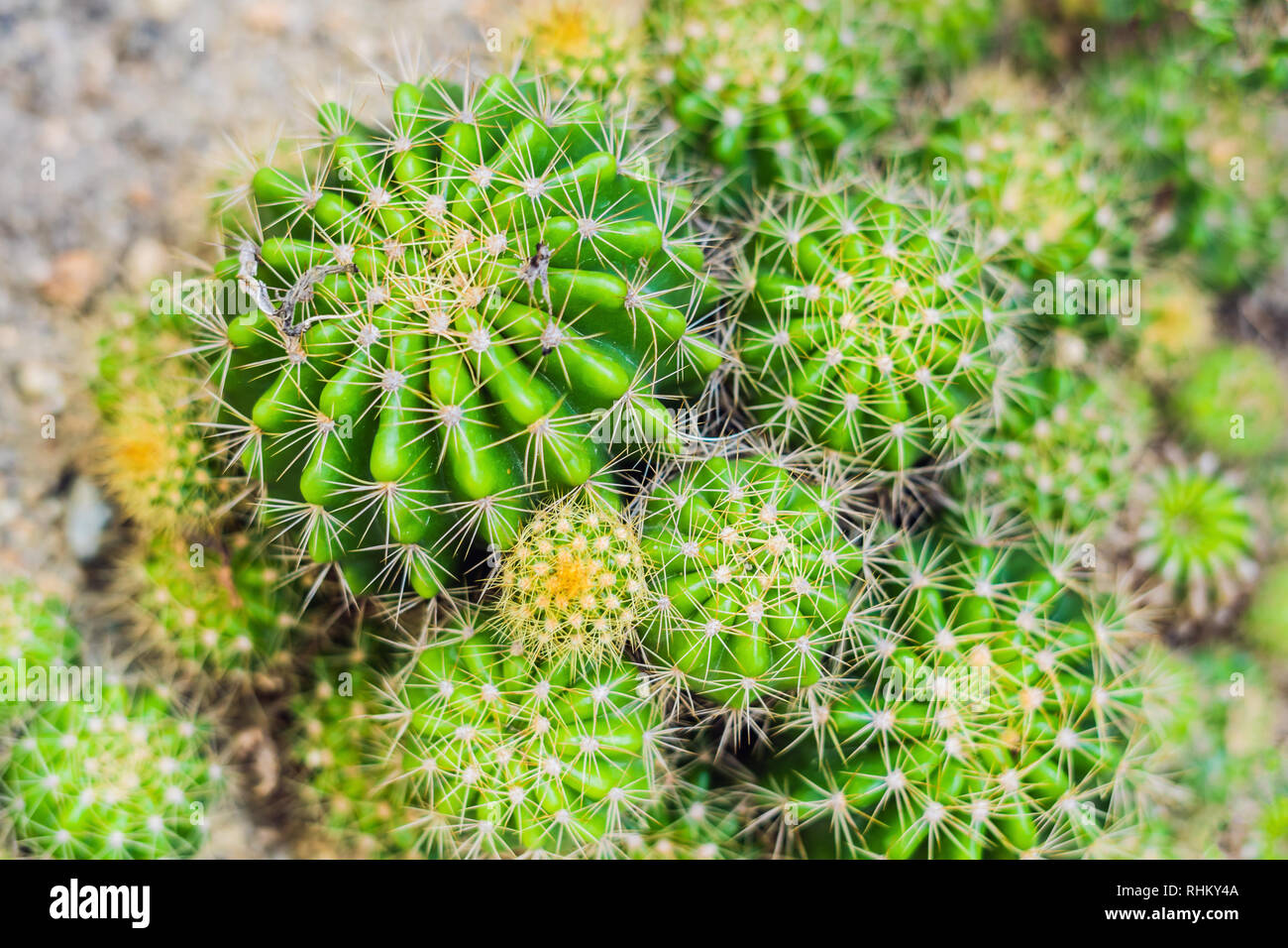 Closeup view of green cactus as a background, top view, texture Stock ...