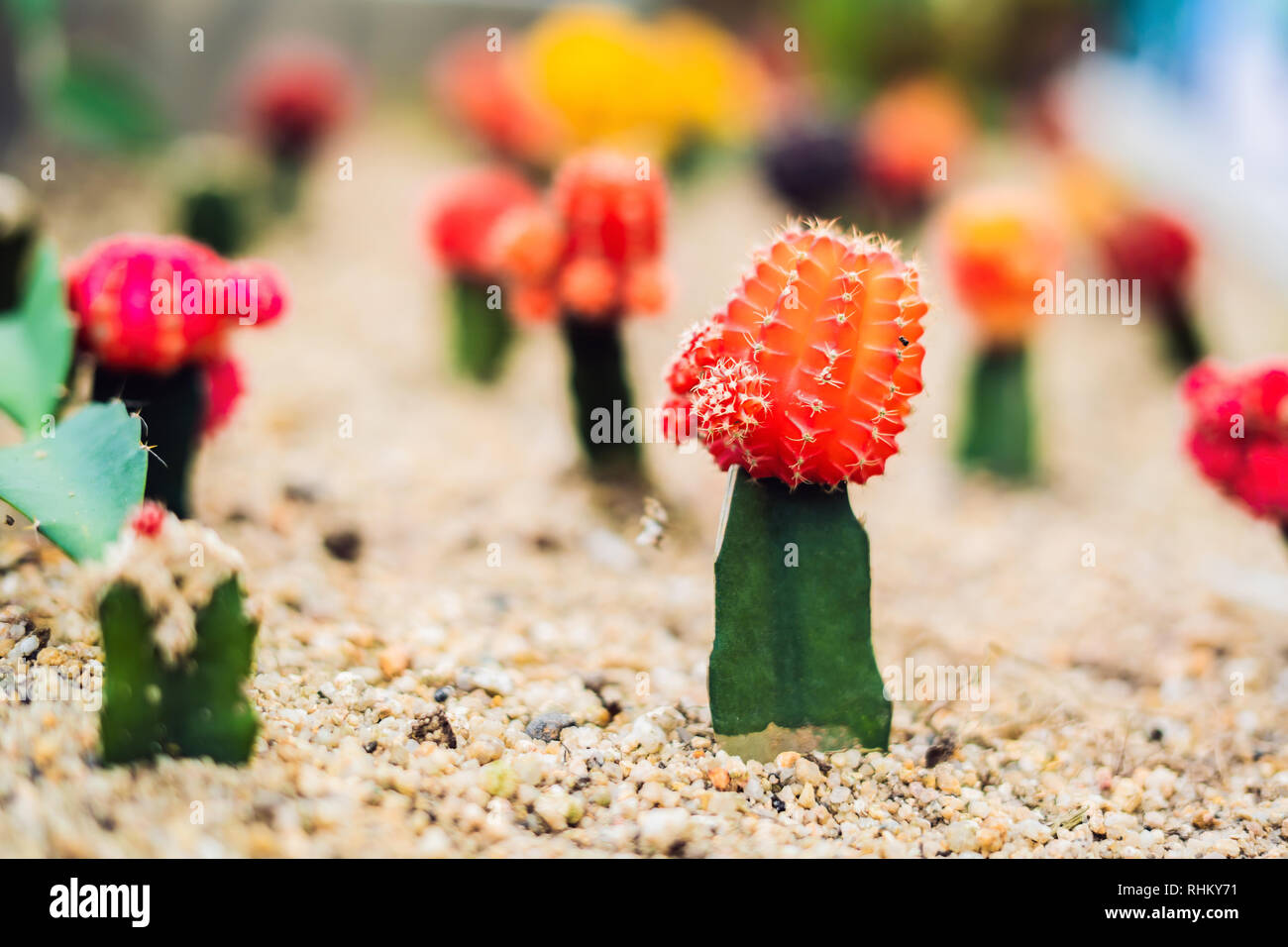Moon Cactus or Gymnocalycium mihanovichii, the Mutant Cactus Grafted on ...