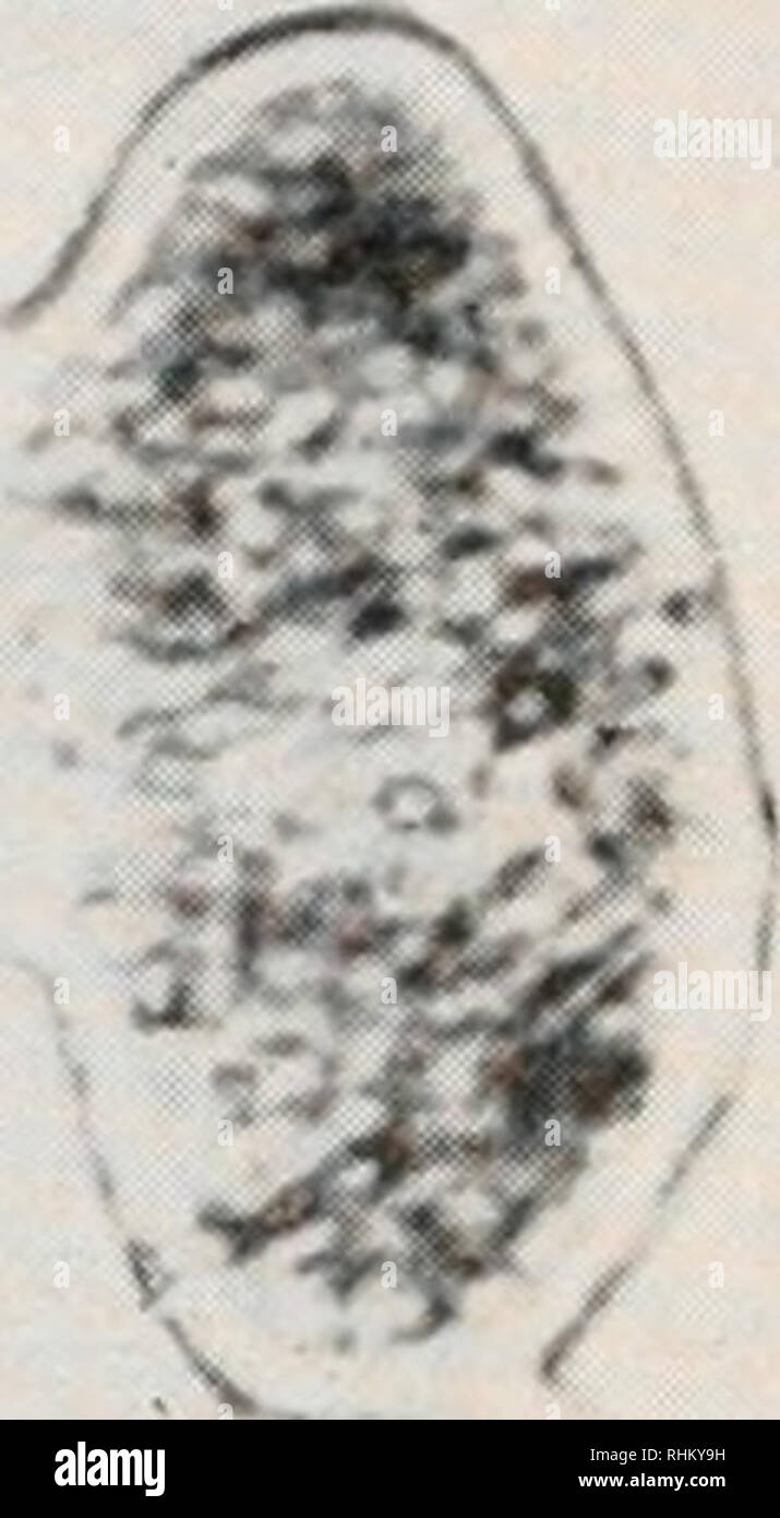 Cyclosis hi-res stock photography and images - Alamy