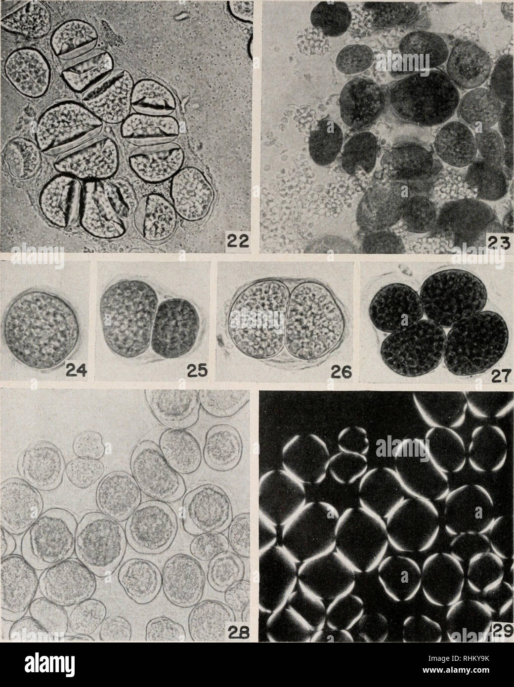 Sucrose solution hi-res stock photography and images - Alamy