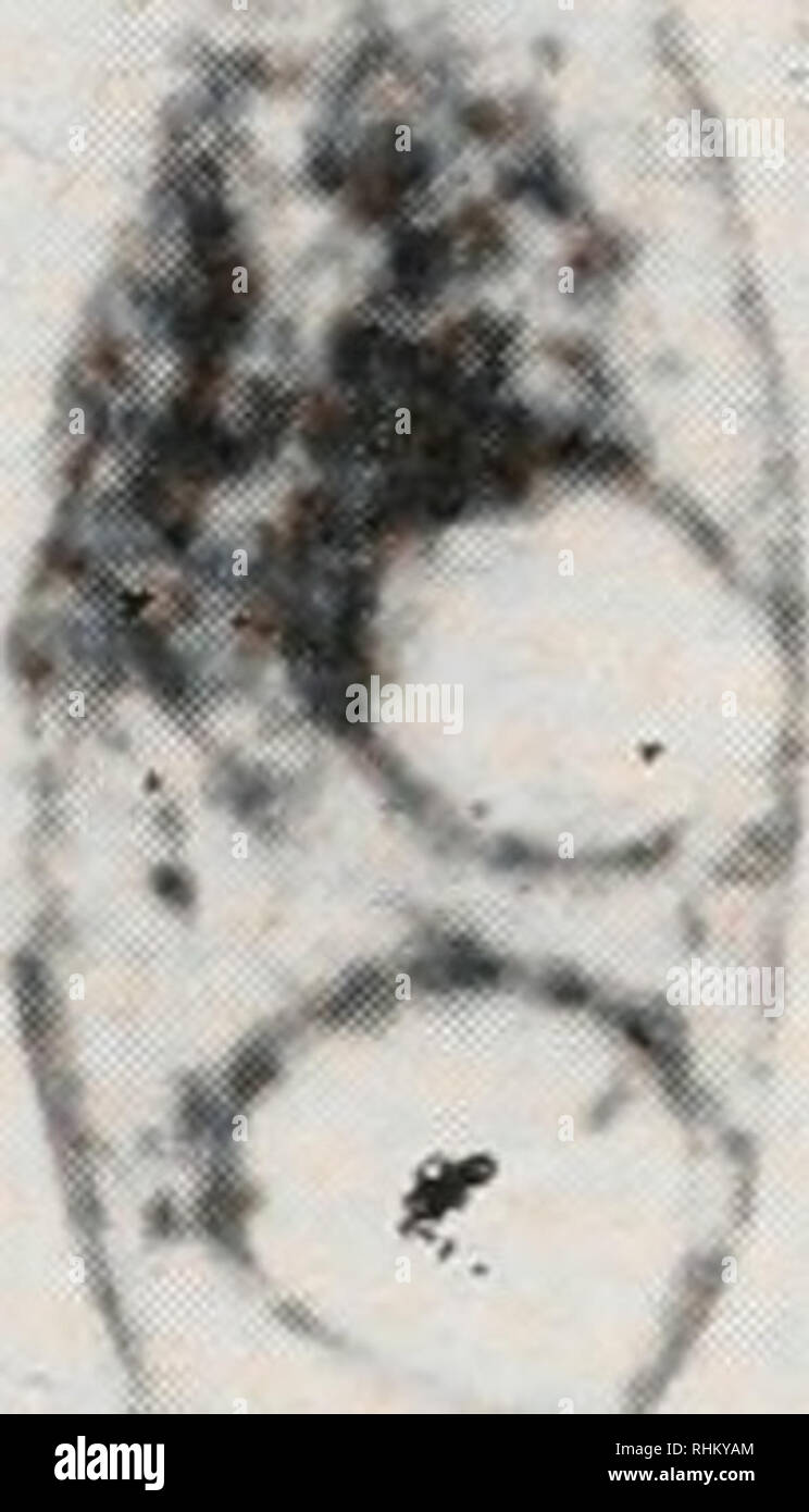 Cyclosis hi-res stock photography and images - Alamy