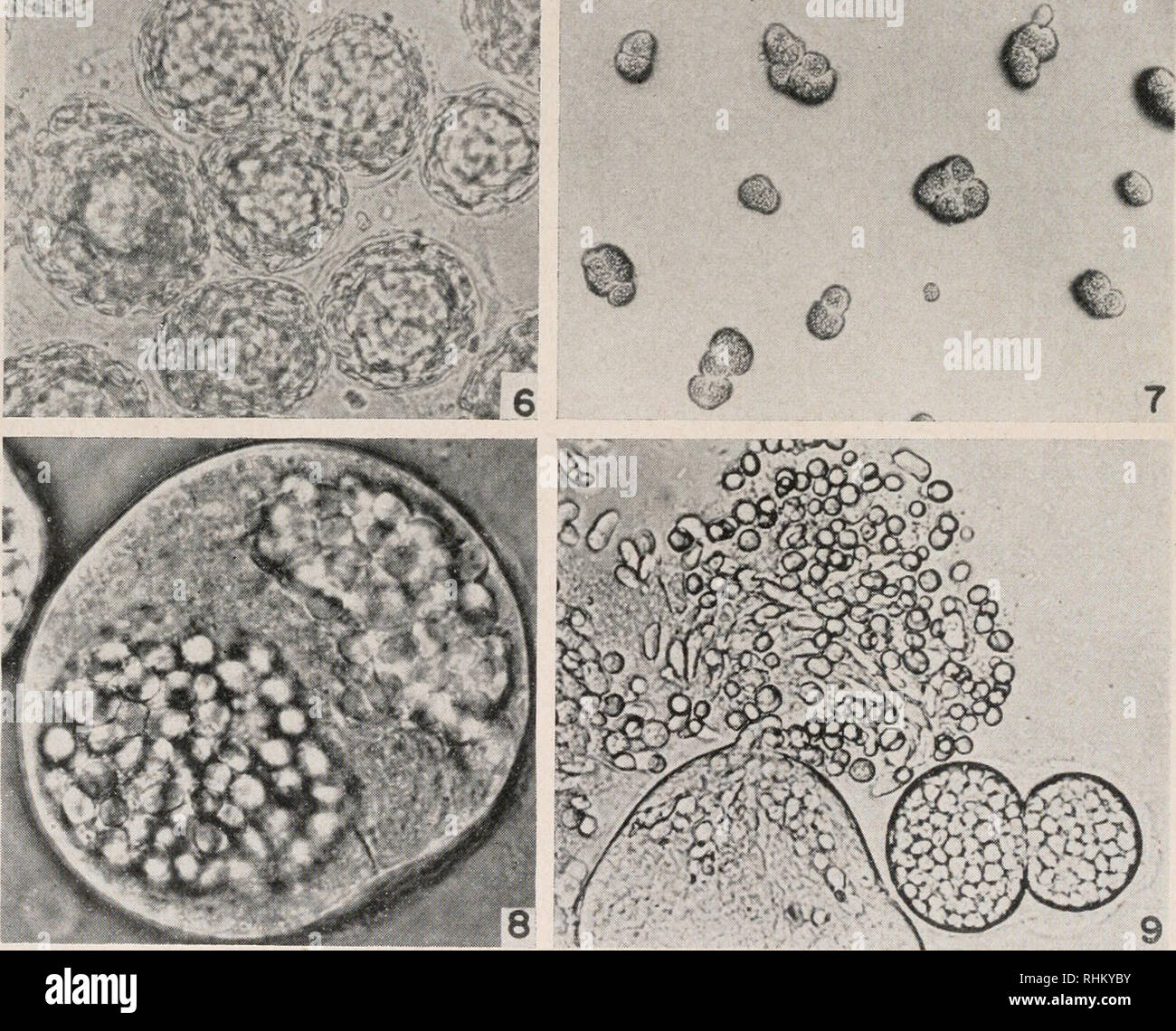 Macrocyst hi-res stock photography and images - Alamy