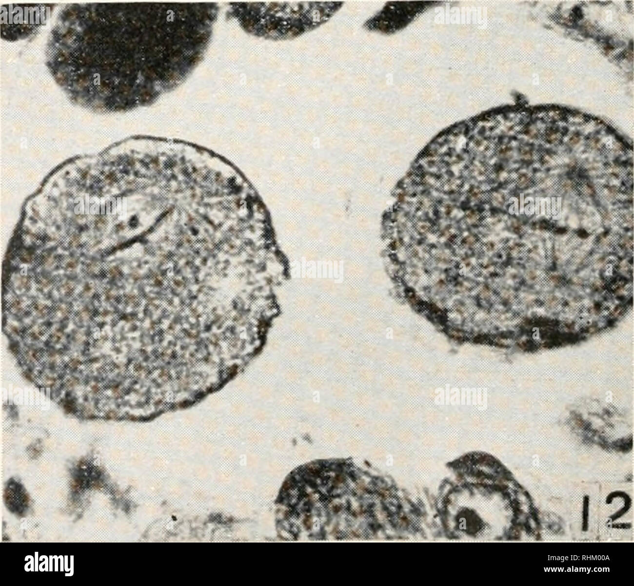 Male gonad hi-res stock photography and images - Alamy