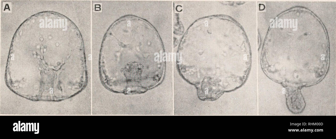 Blastocoel hi-res stock photography and images - Alamy