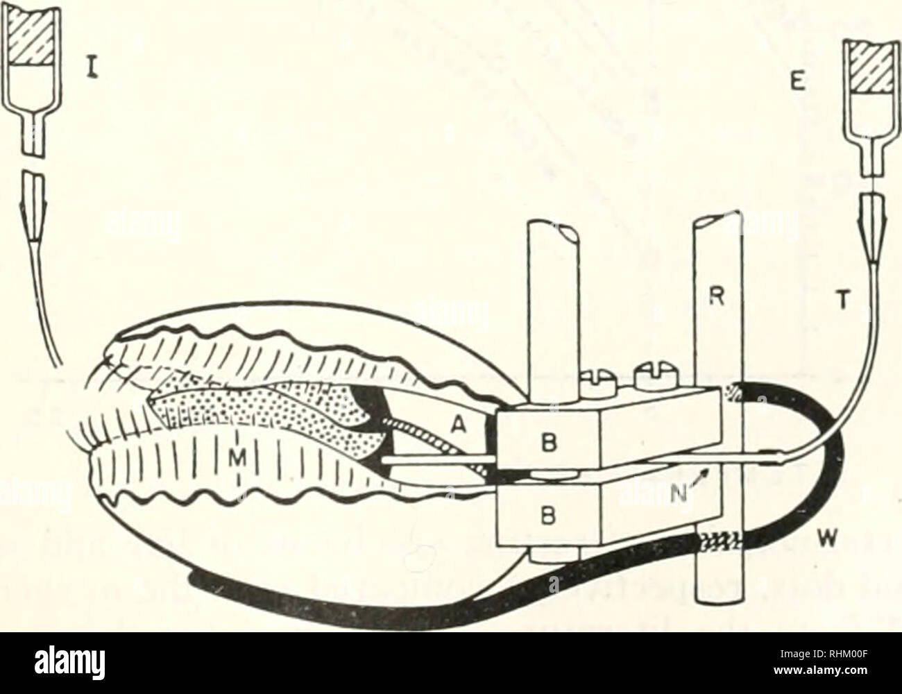 . The Biological bulletin. Biology; Zoology; Biology; Marine Biology ...