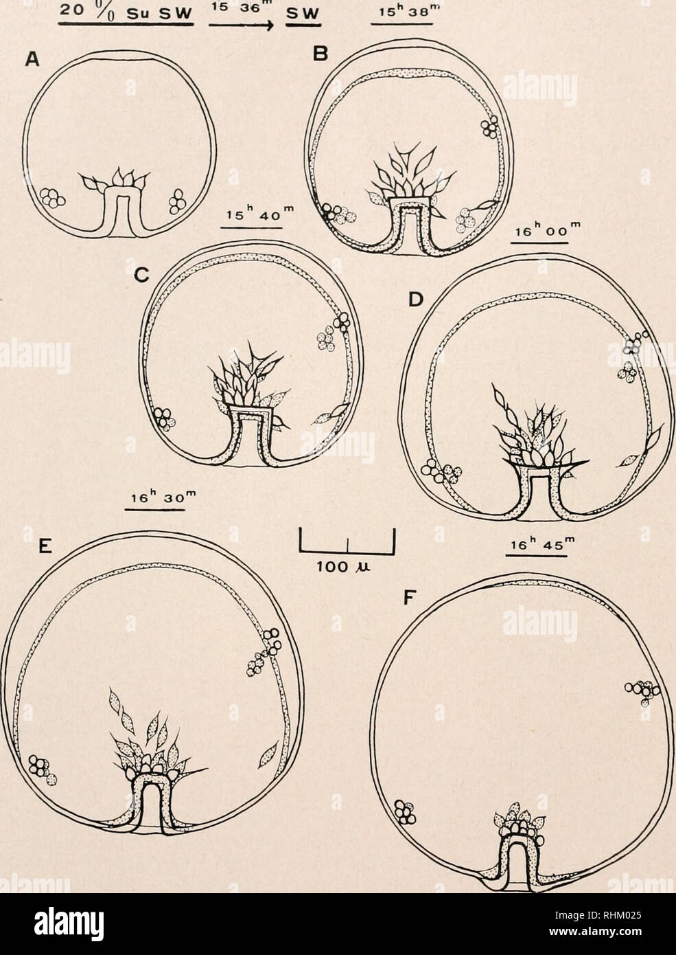 . The Biological bulletin. Biology; Zoology; Biology; Marine Biology ...