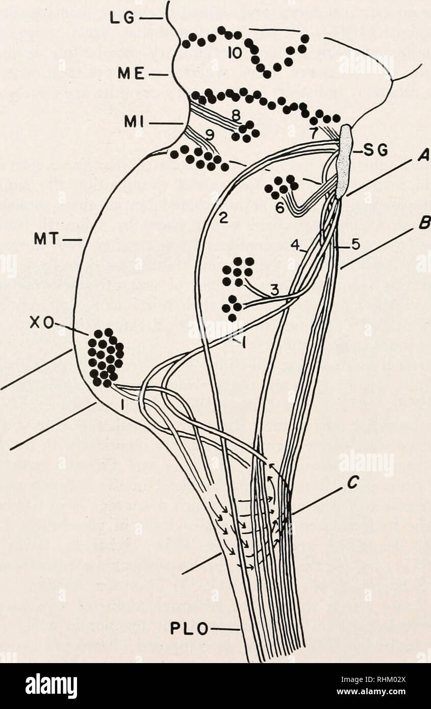 Neurosecretory cell hi-res stock photography and images - Alamy