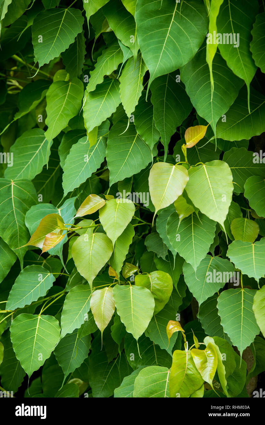 green bodhi leaves, bodhi tree Stock Photo - Alamy