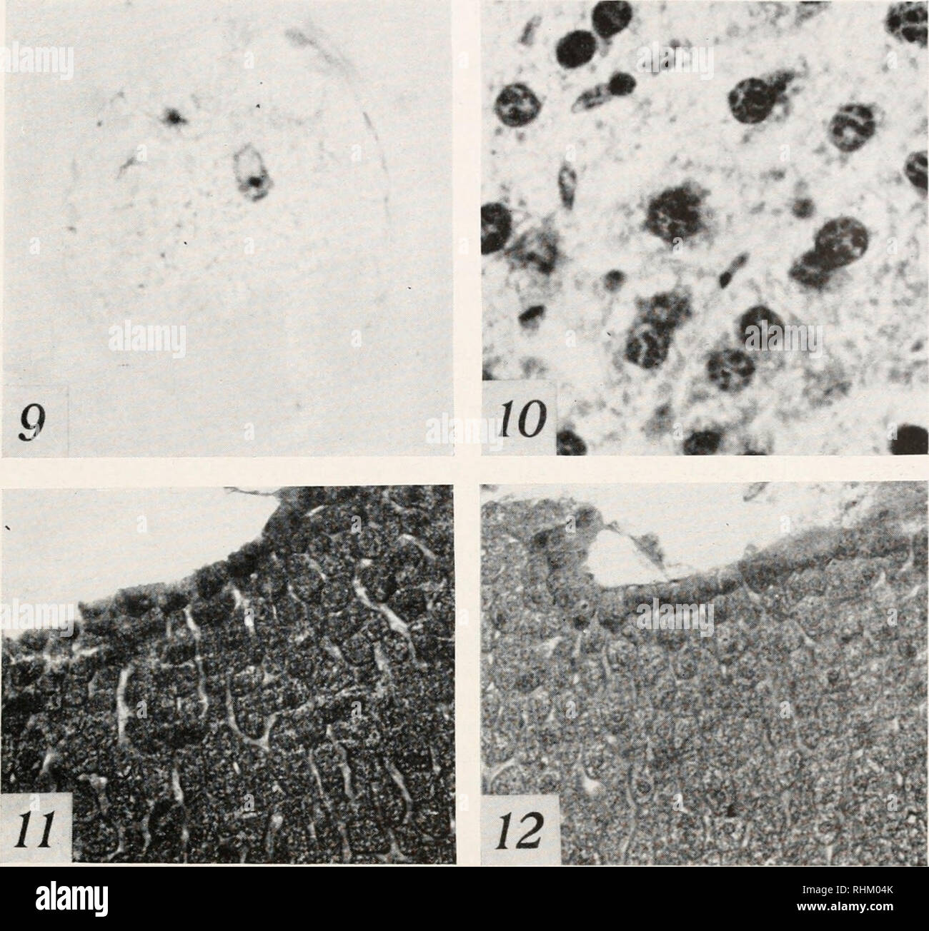 . The Biological bulletin. Biology; Zoology; Biology; Marine Biology ...