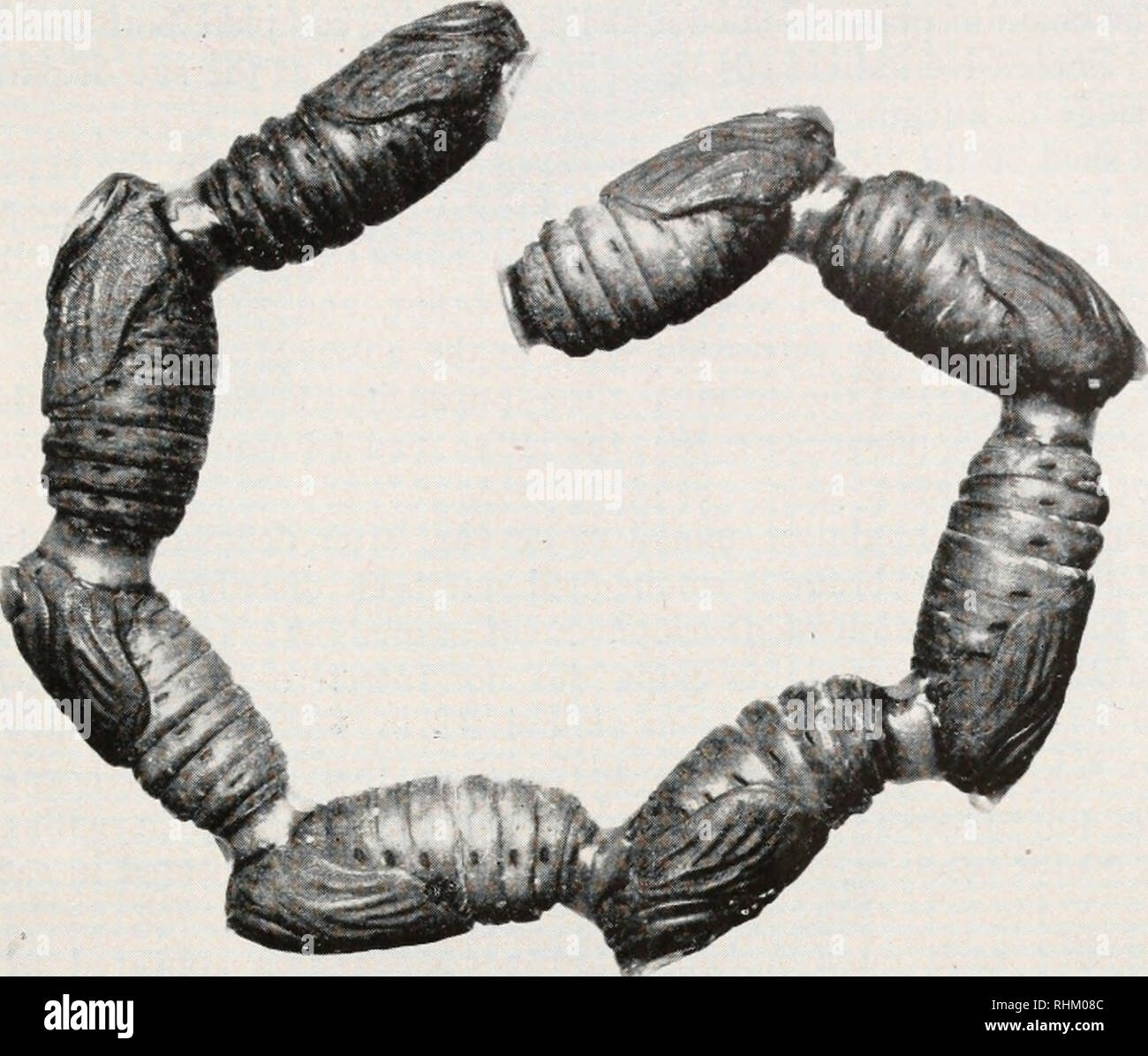 . The Biological bulletin. Biology; Zoology; Biology; Marine Biology ...