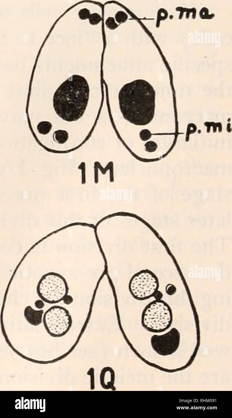 Tetrahymena High Resolution Stock Photography and Images - Alamy