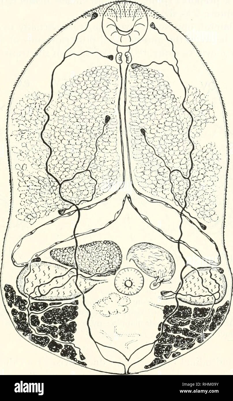 . The Biological bulletin. Biology; Zoology; Biology; Marine Biology ...