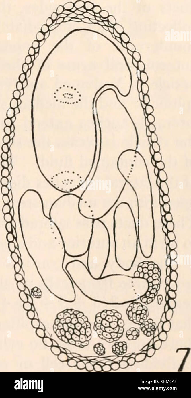 . The Biological bulletin. Biology; Zoology; Biology; Marine Biology ...