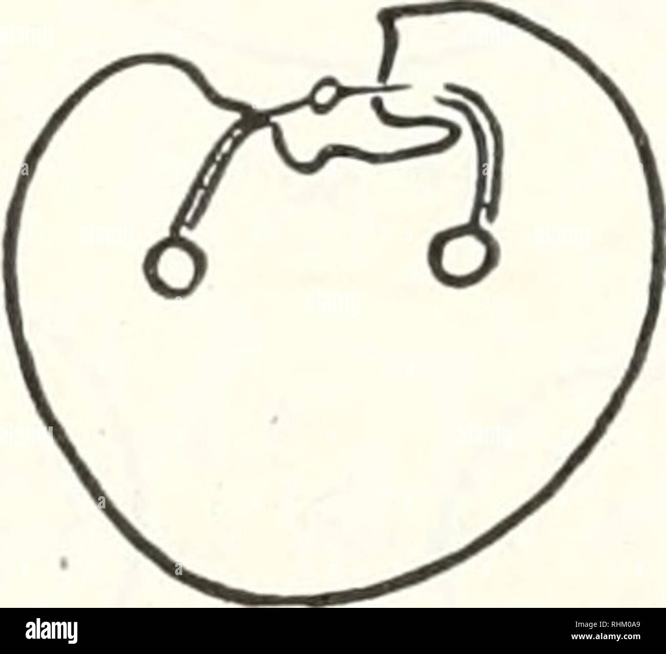 . The Biological bulletin. Biology; Zoology; Biology; Marine Biology ...