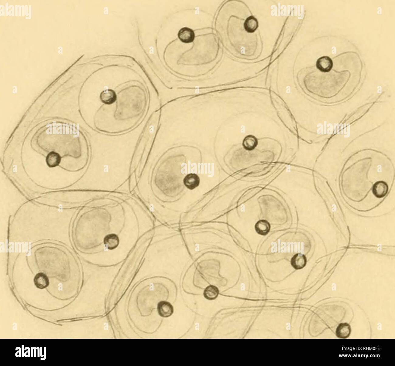 William procter hi-res stock photography and images - Alamy