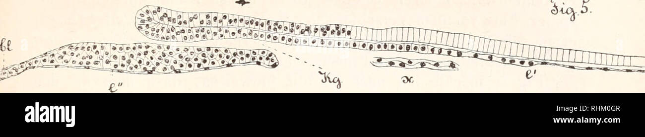 Zeiss 85 hi-res stock photography and images - Alamy