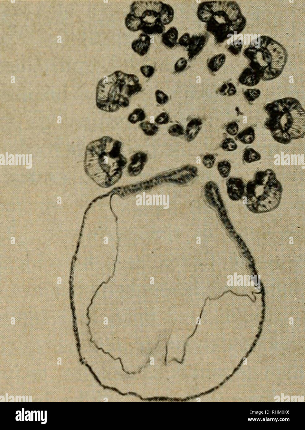 . The Biological bulletin. Biology; Zoology; Marine biology. 10 Figure ...