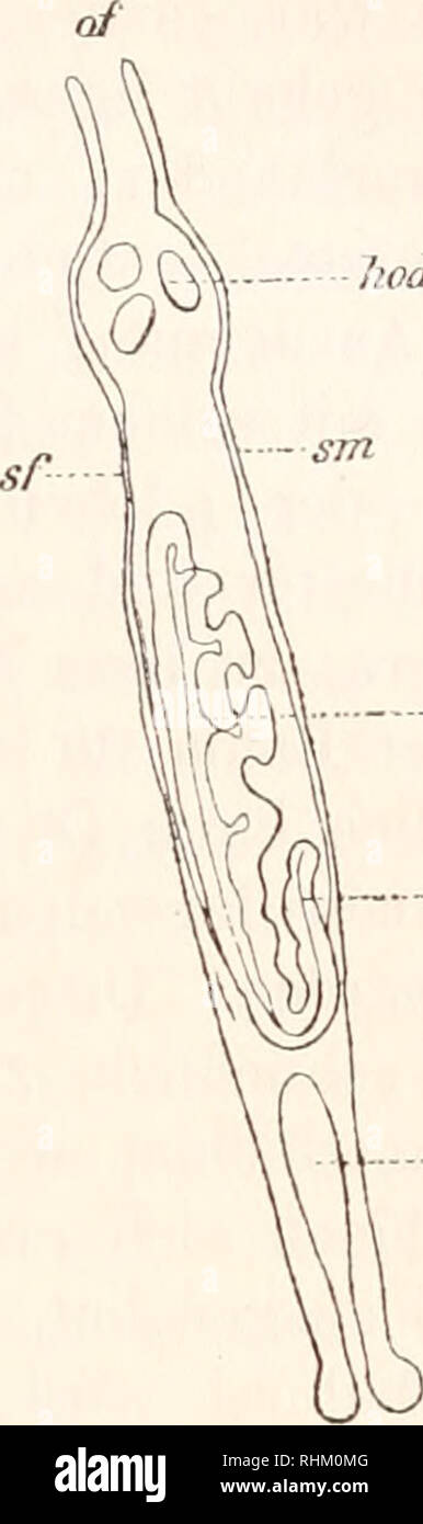 . Biologisches Zentralblatt. Biology. sm o //od - sm u -u. 11/ hl m Fig ...