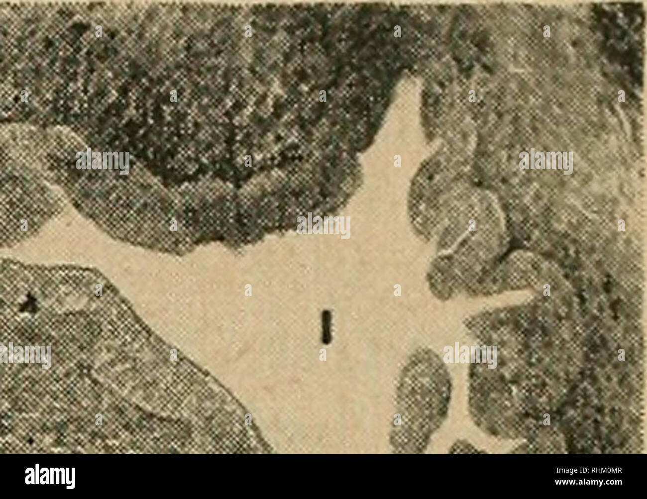 . The Biological bulletin. Biology; Zoology; Marine biology. Figures 5 ...