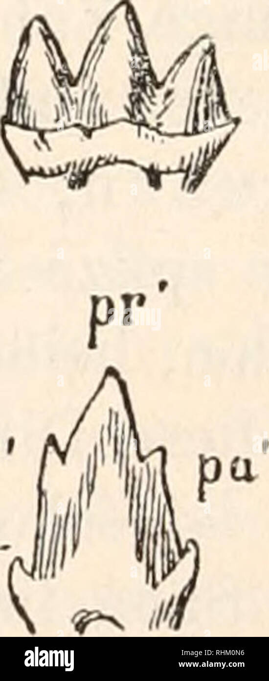 Phascolotherium hi-res stock photography and images - Alamy