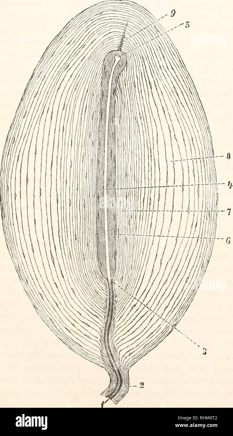 Pankreas katze hi-res stock photography and images - Alamy