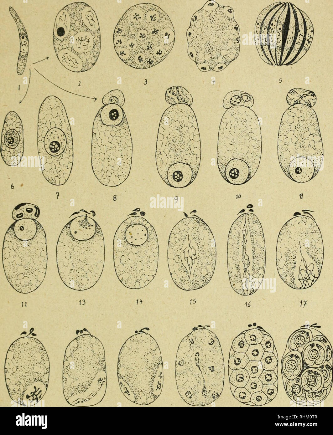 Sporozoit High Resolution Stock Photography and Images - Alamy