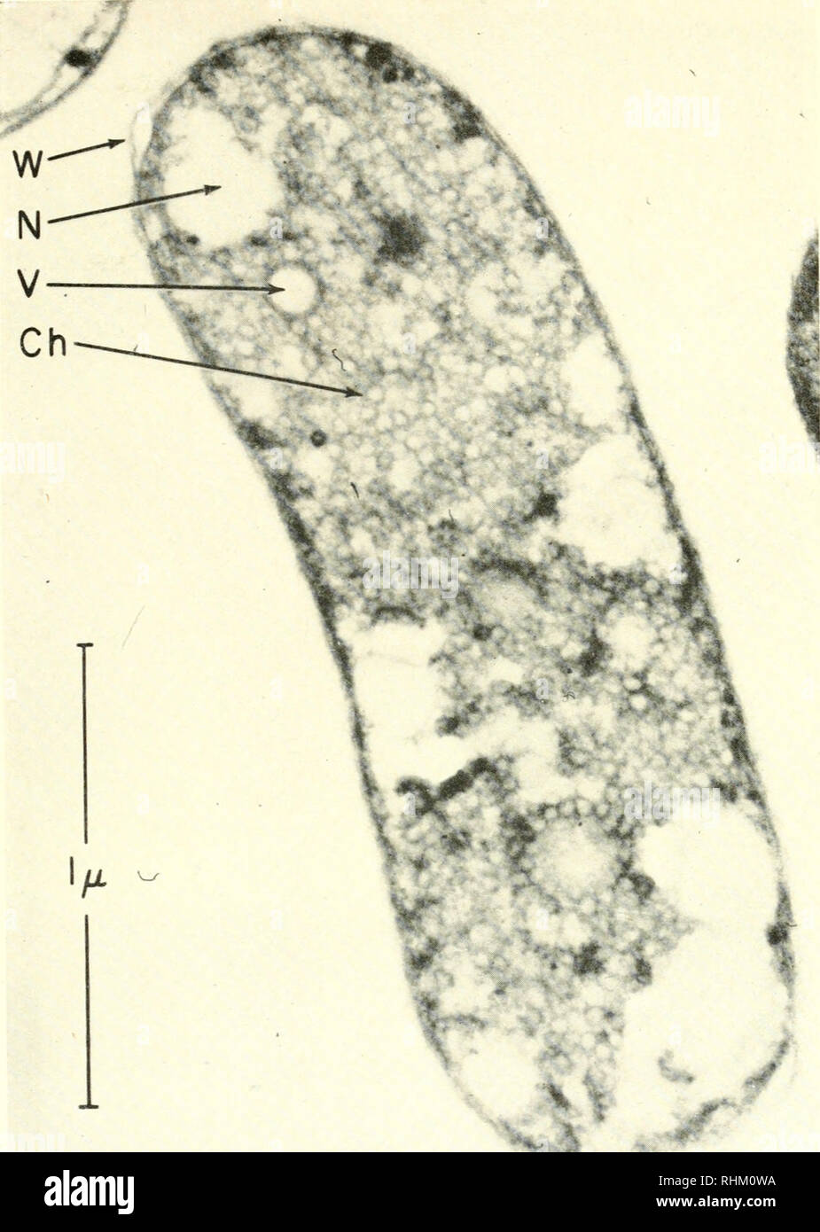 Plasma membrane micrograph hi-res stock photography and images - Alamy