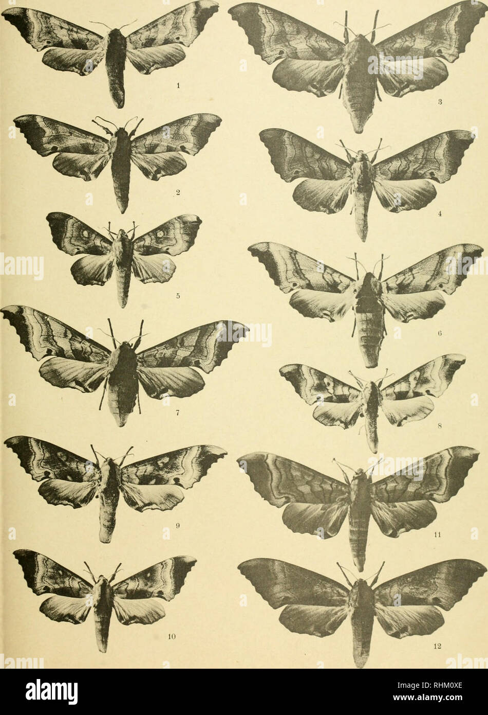 Systematik biologie hi-res stock photography and images - Alamy