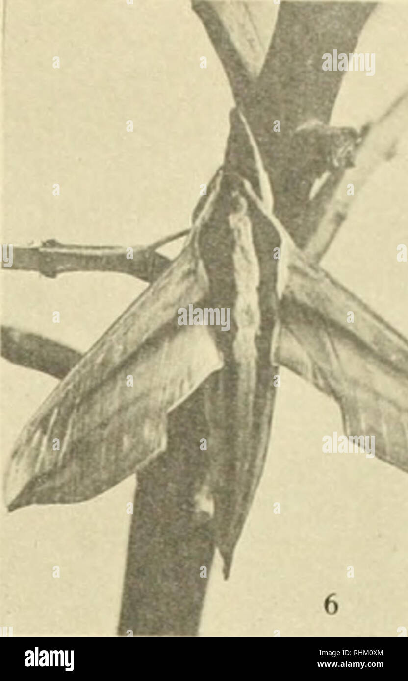 Systematik biologie hi-res stock photography and images - Alamy