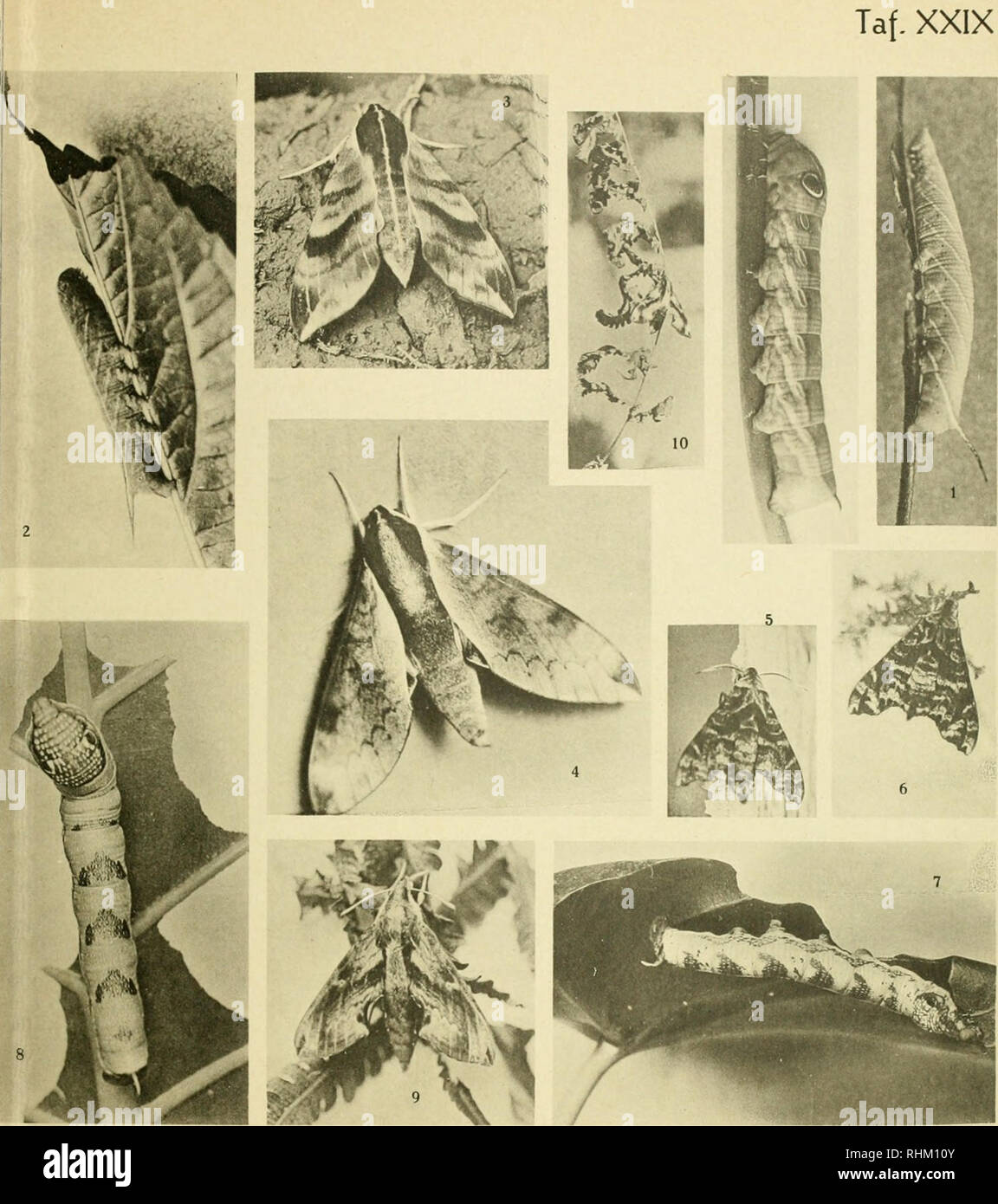 Systematik biologie hi-res stock photography and images - Alamy