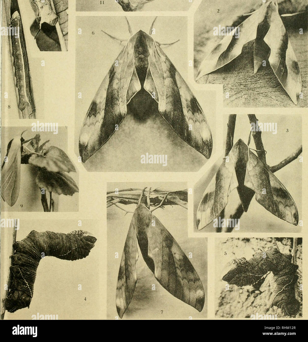 Systematik biologie hi-res stock photography and images - Alamy