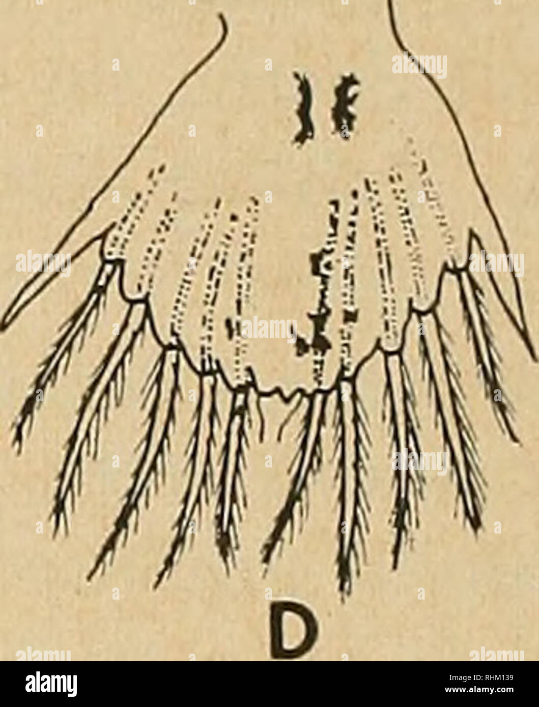 . The Biological bulletin. Biology; Zoology; Marine biology. A-Cl- Dl ...