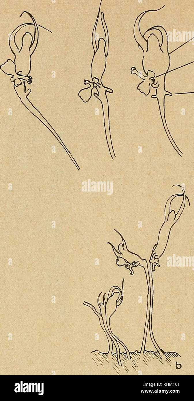 . The Biological bulletin. Biology; Zoology; Marine biology. 98 RICHARD ...