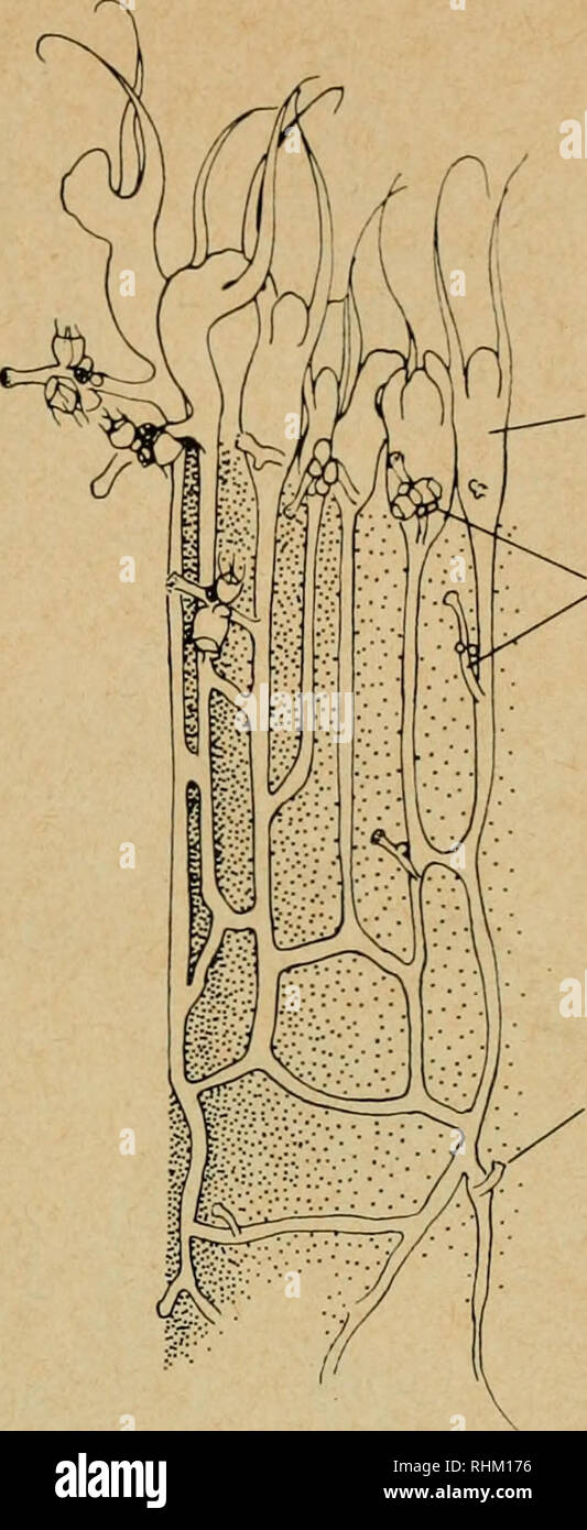 Axial pattern hi-res stock photography and images - Alamy