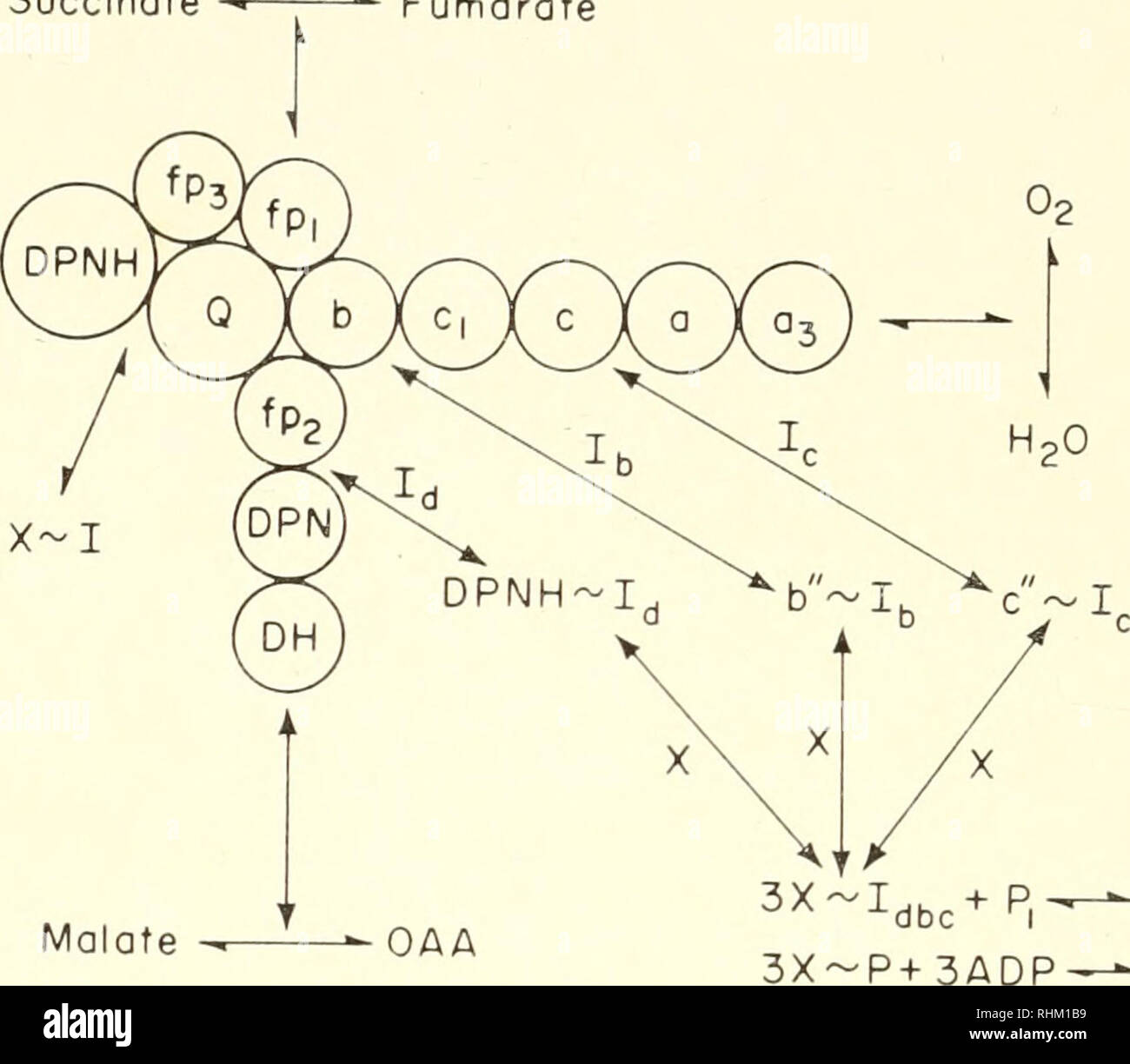 Diagram nucleotide structure hi-res stock photography and images - Alamy