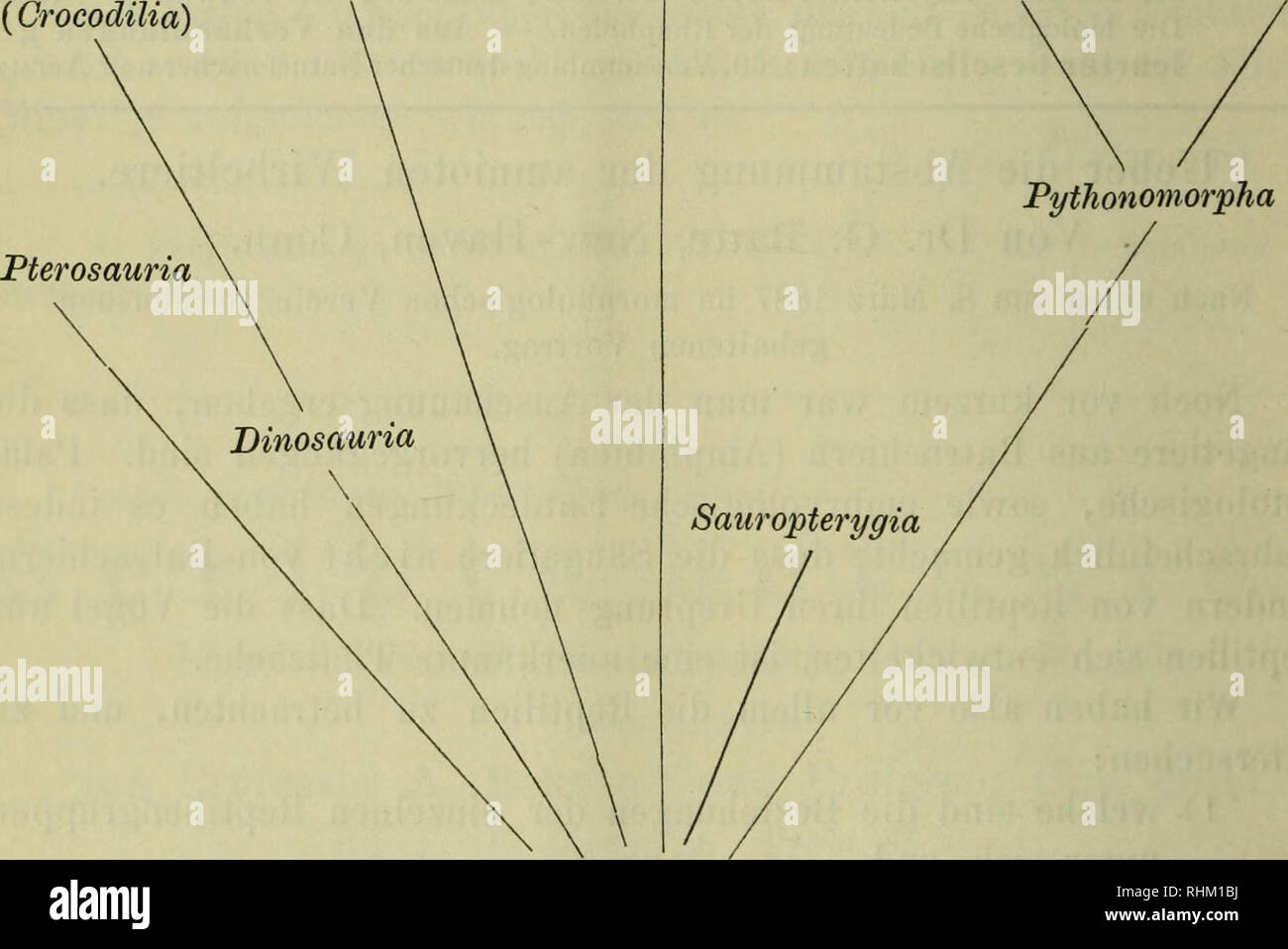 Ornithosauria hi-res stock photography and images - Alamy