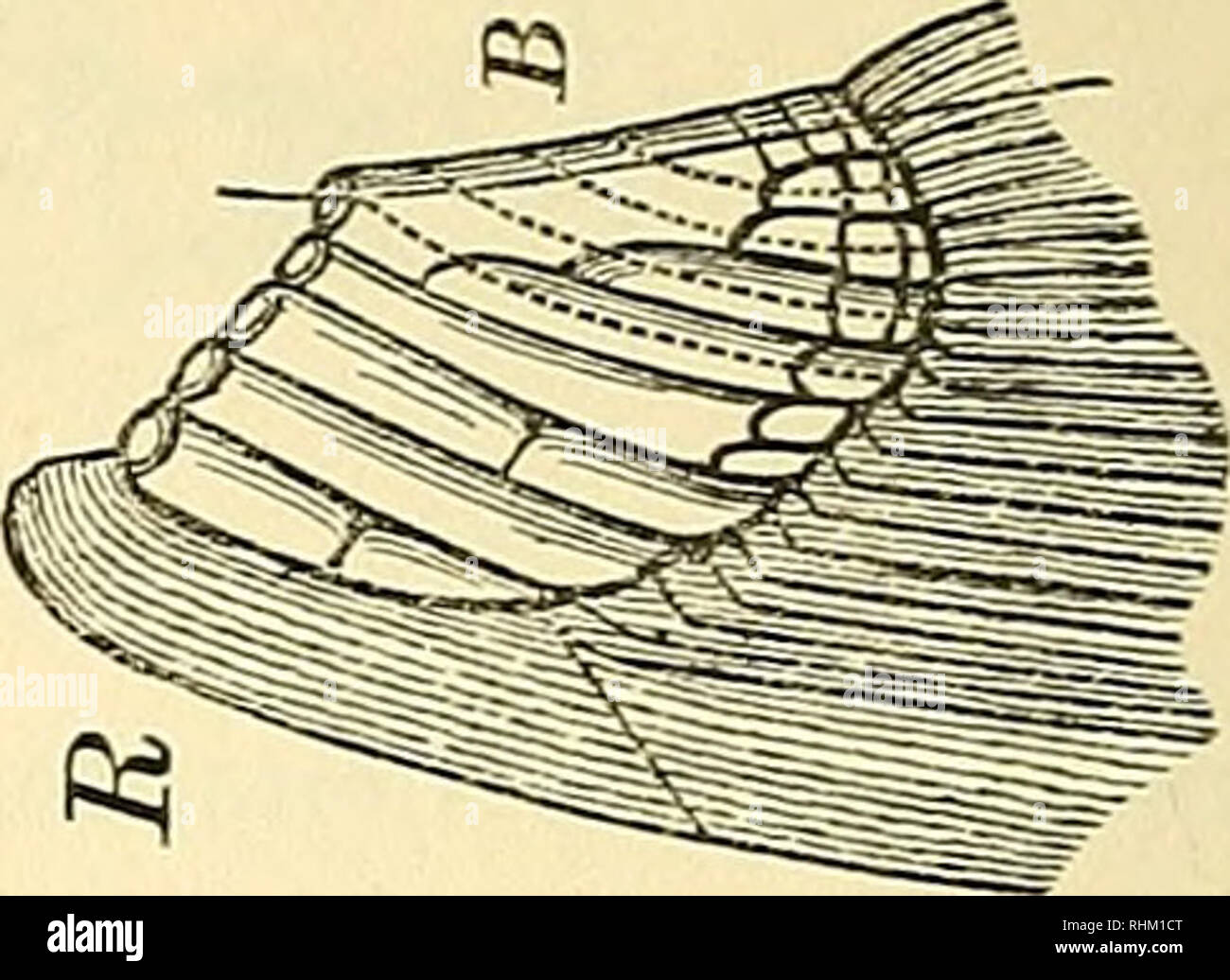 Meta menten hi-res stock photography and images - Alamy