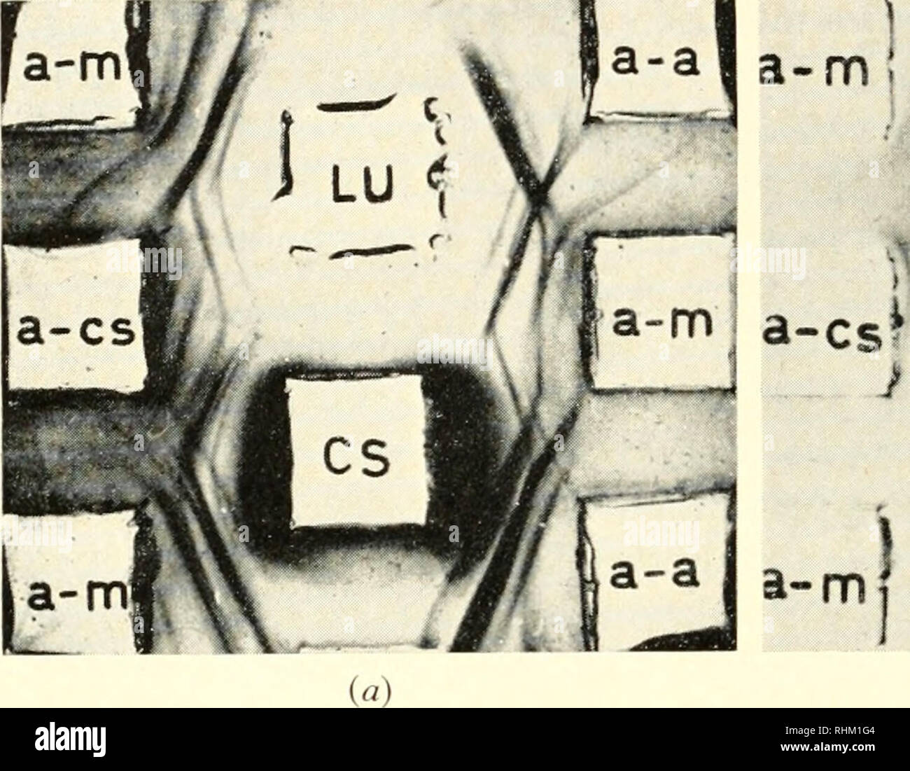 . Biological structure and function; proceedings. Biochemistry ...