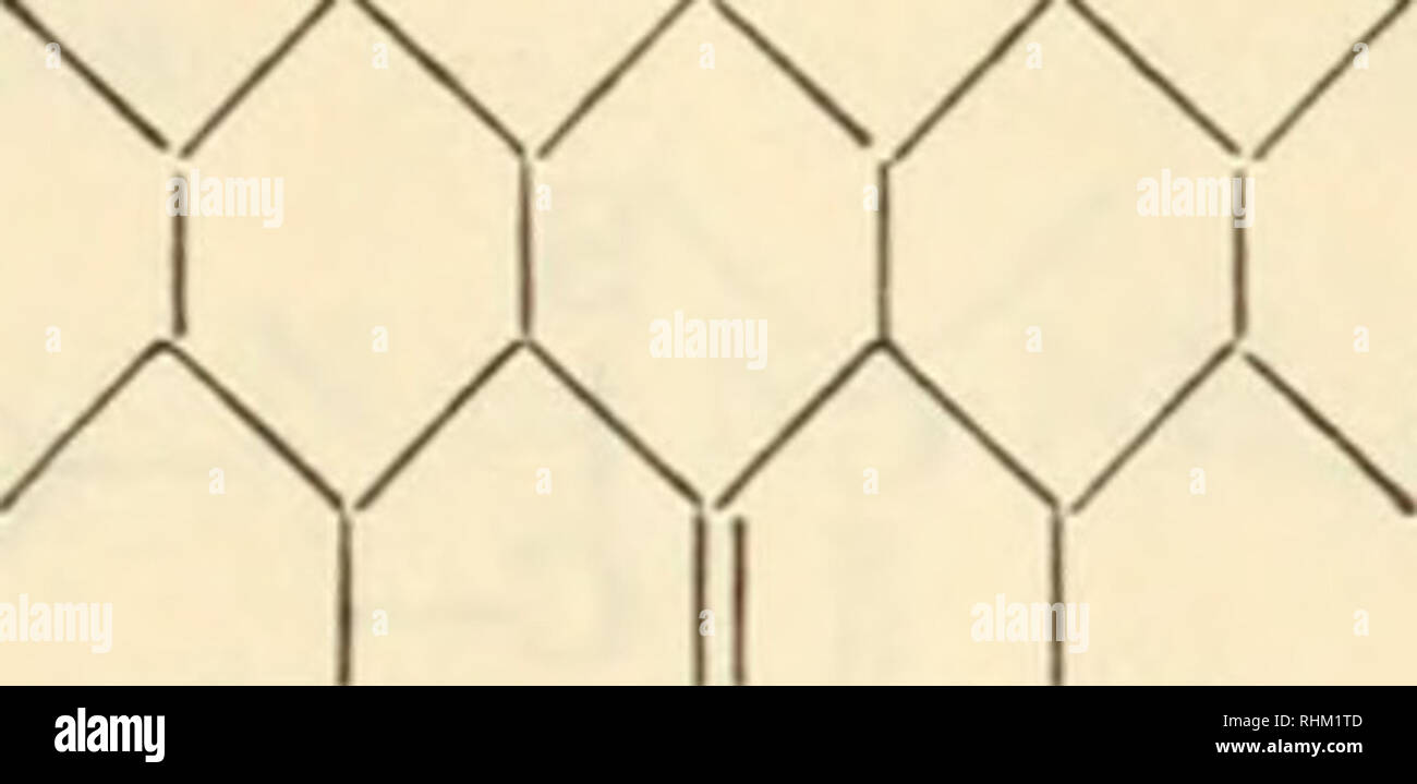 Orcein stain hi-res stock photography and images - Alamy