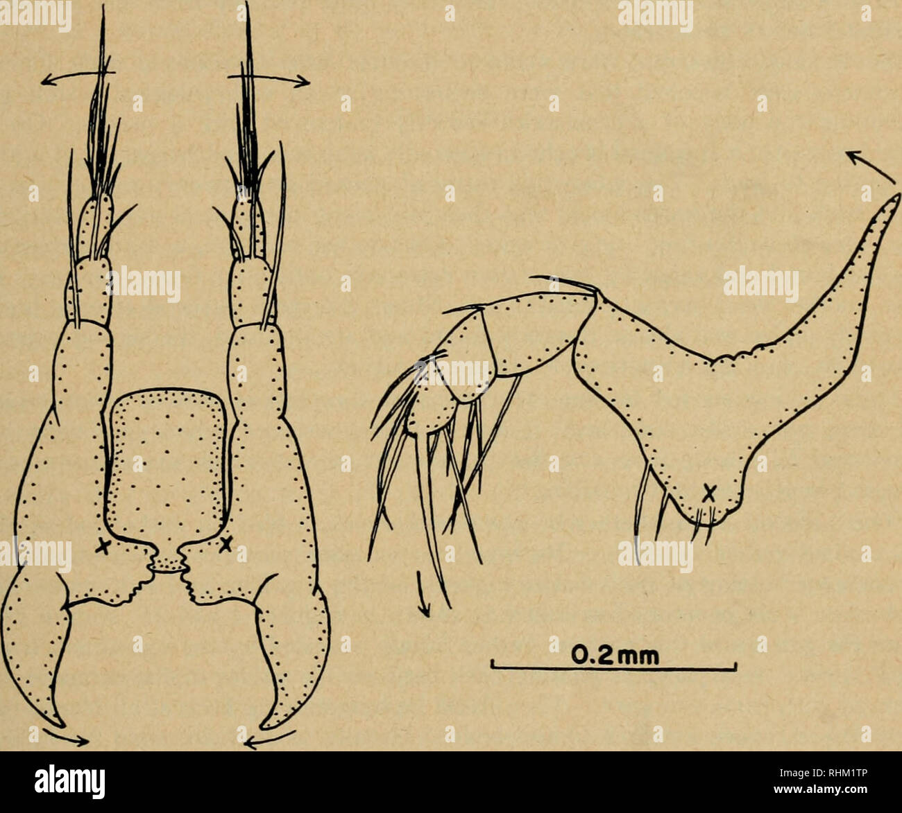 . The Biological bulletin. Biology; Zoology; Marine biology. FEEDING ...