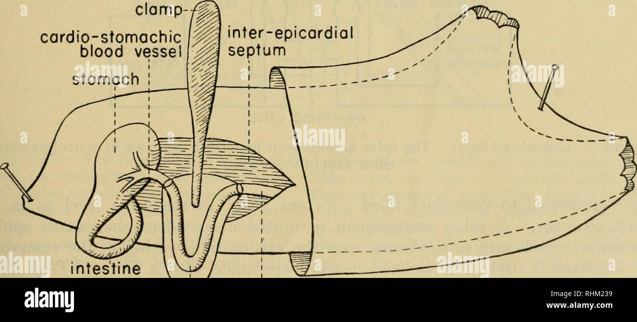 . The Biological bulletin. Biology; Zoology; Marine biology. post ...