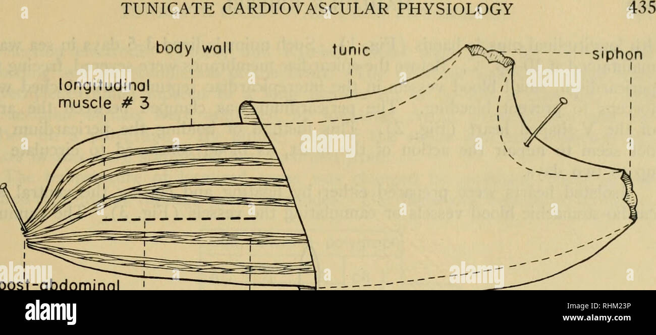 . The Biological bulletin. Biology; Zoology; Marine biology. TUNICATE ...