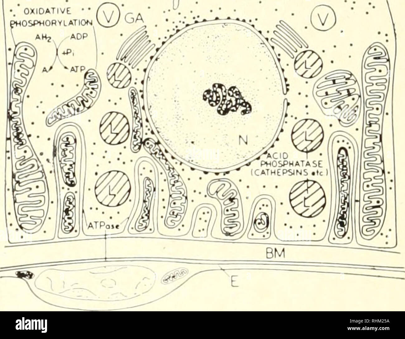 Hela cells hi-res stock photography and images - Alamy