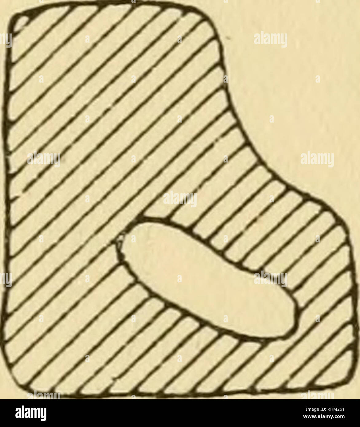 . Biological time. Life (Biology); Time; Wounds and injuries; Tissue ...
