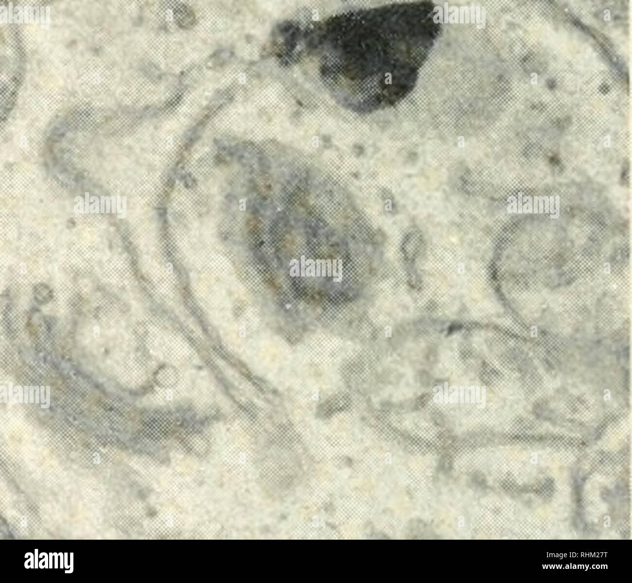 Onion Root Cytoplasm