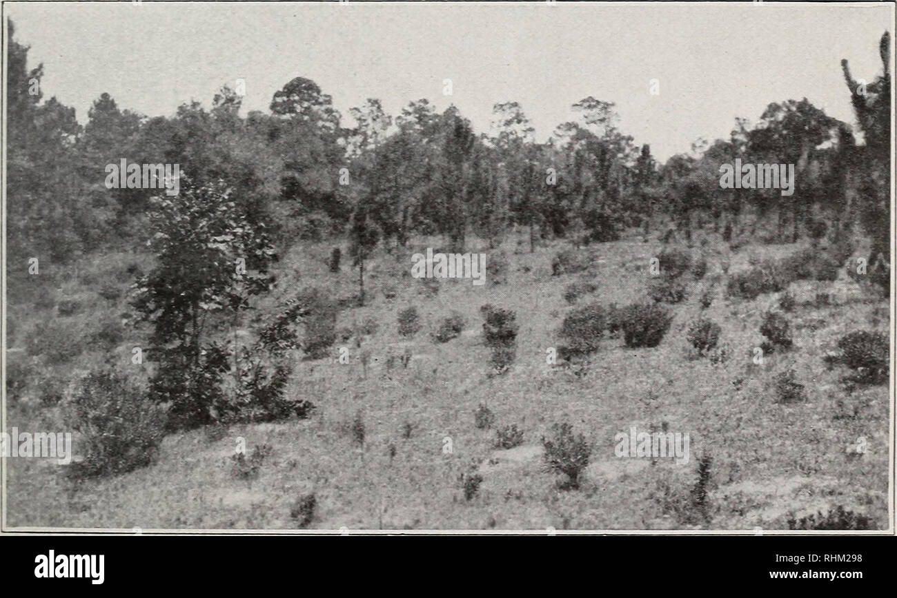 Pocket gopher alabama hi-res stock photography and images - Alamy